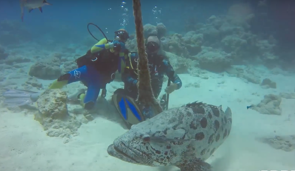 Scuba Diving the Cod Hole | Sailing Catalpa - Adreno - Ocean Outfitters